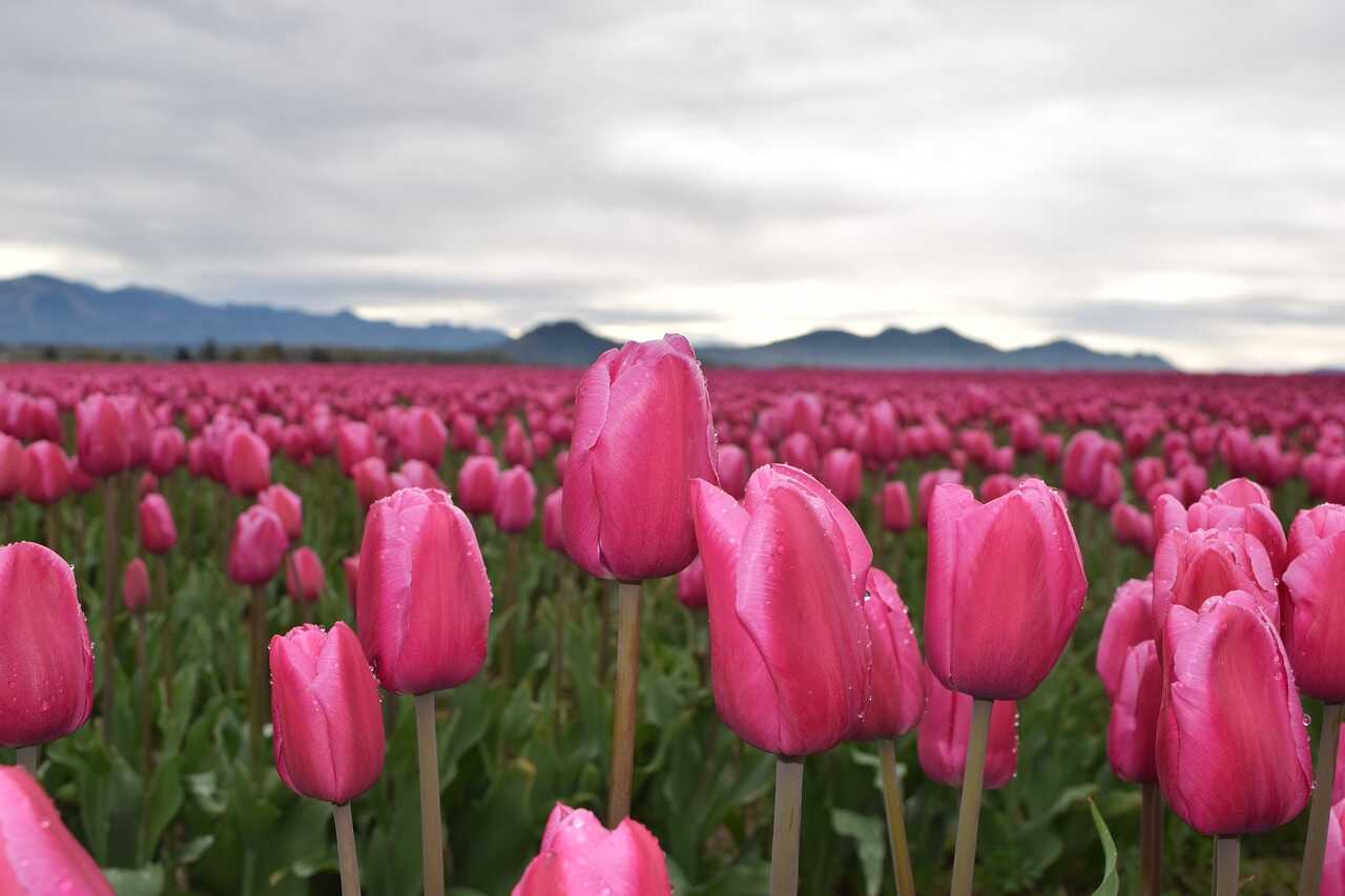 Hoa Tulip Hồng: Ngôn ngữ của tình yêu và biểu tượng của hạnh phúc hoàn hảo