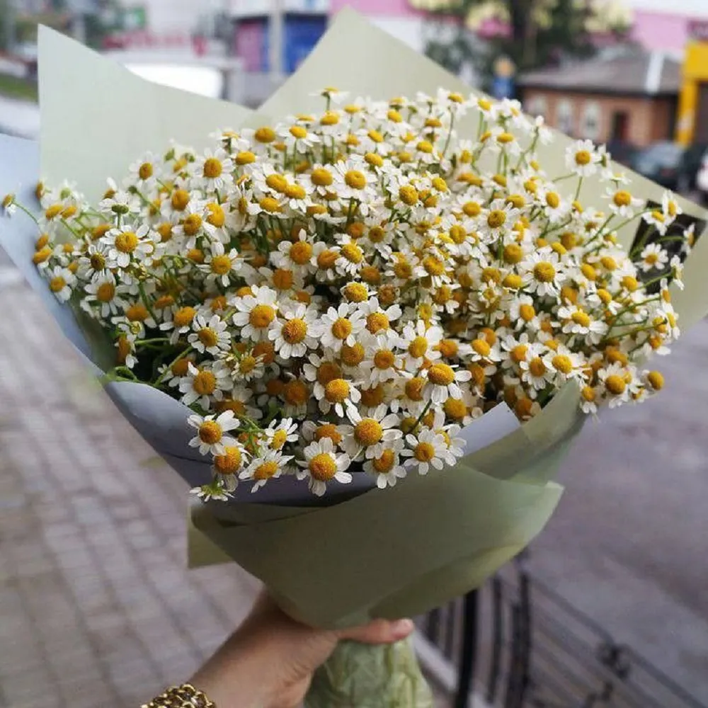 Bó hoa cúc tana đẹp đơn giản và ý nghĩa giá chỉ từ 300k